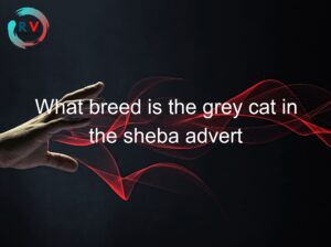 What Breed Is The Grey Cat In The Sheba Advert 🔴 2023 Updated