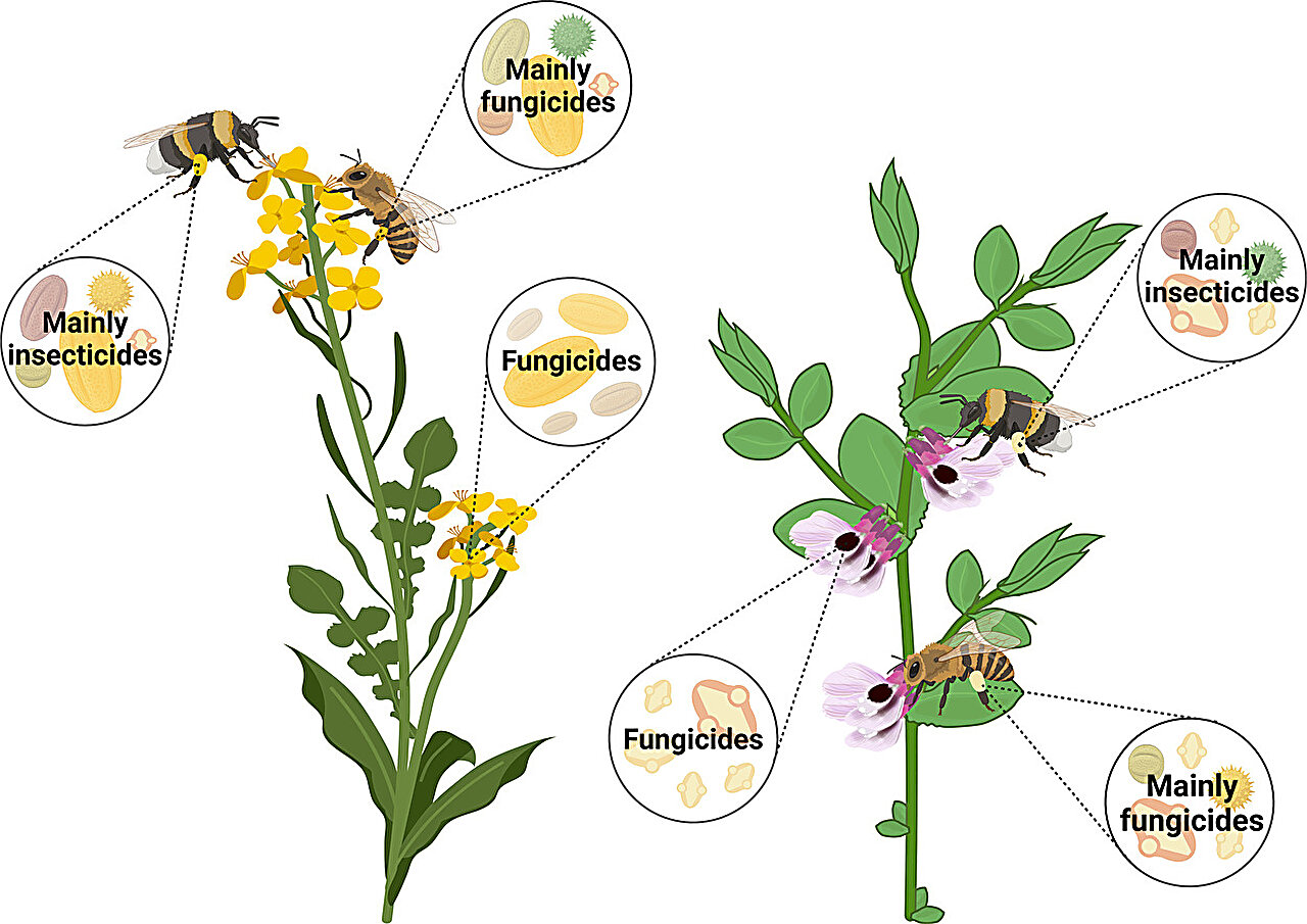 Pollen of Various Bee Species Contain Range of Pesticides, Including ...