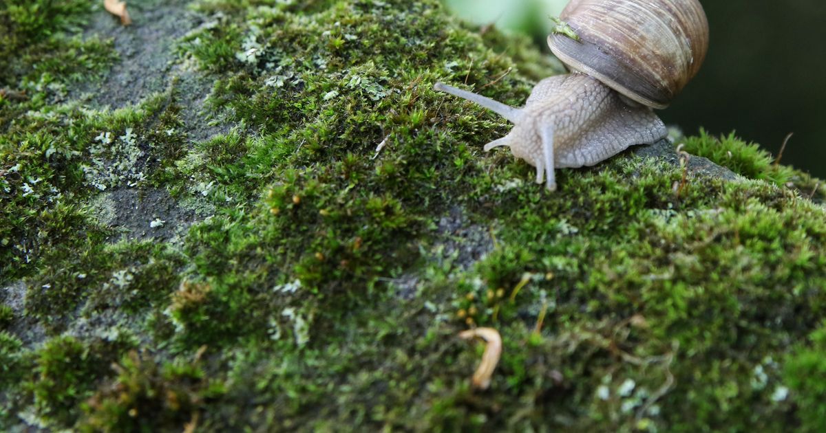 Giant Snails: UK Gardeners Learn How to Avoid Contact – RECHARGUE YOUR LIFE