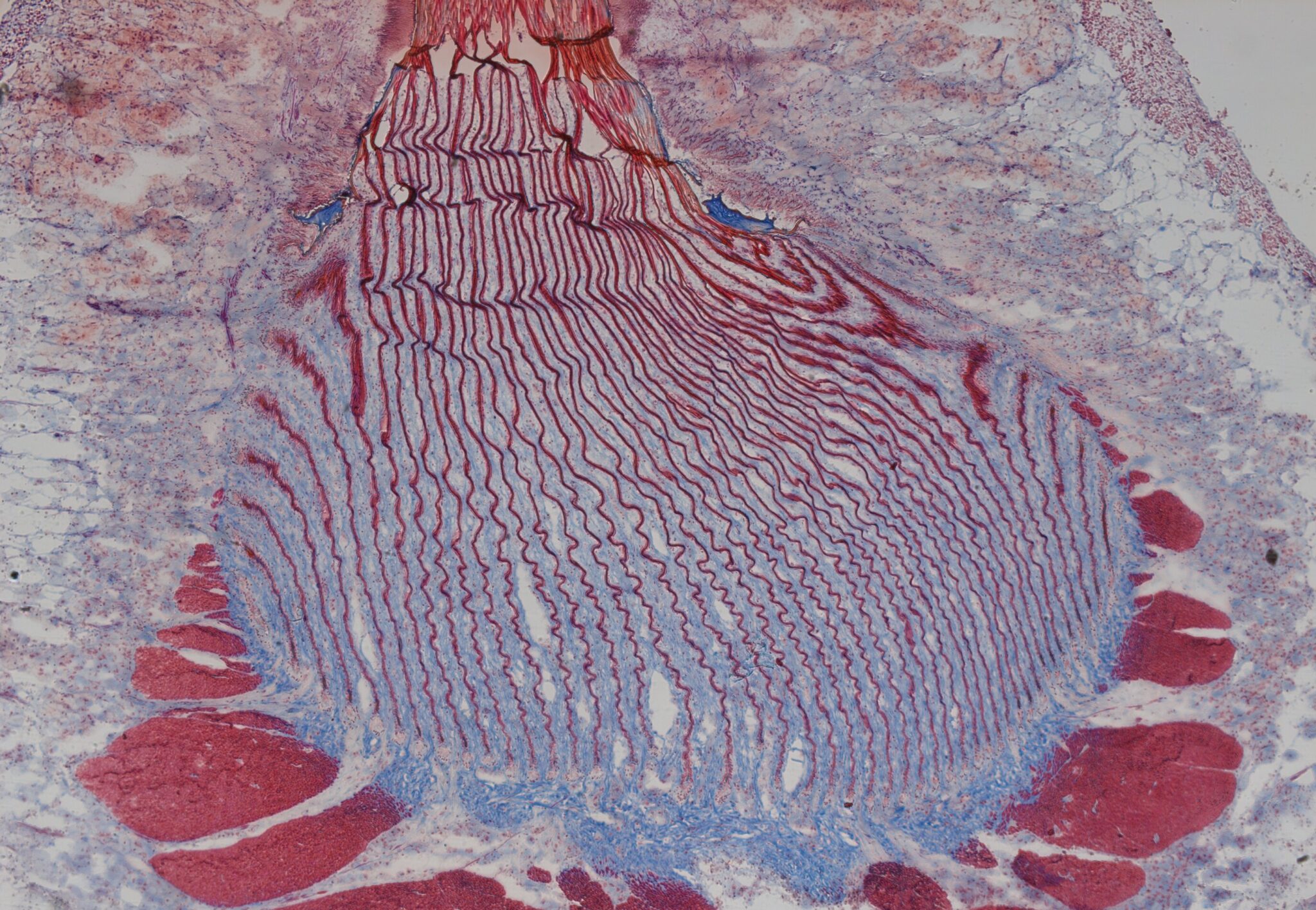 Mussel Tissue and Byssus Bio-Interface Crucial for Rapid Attachment ...